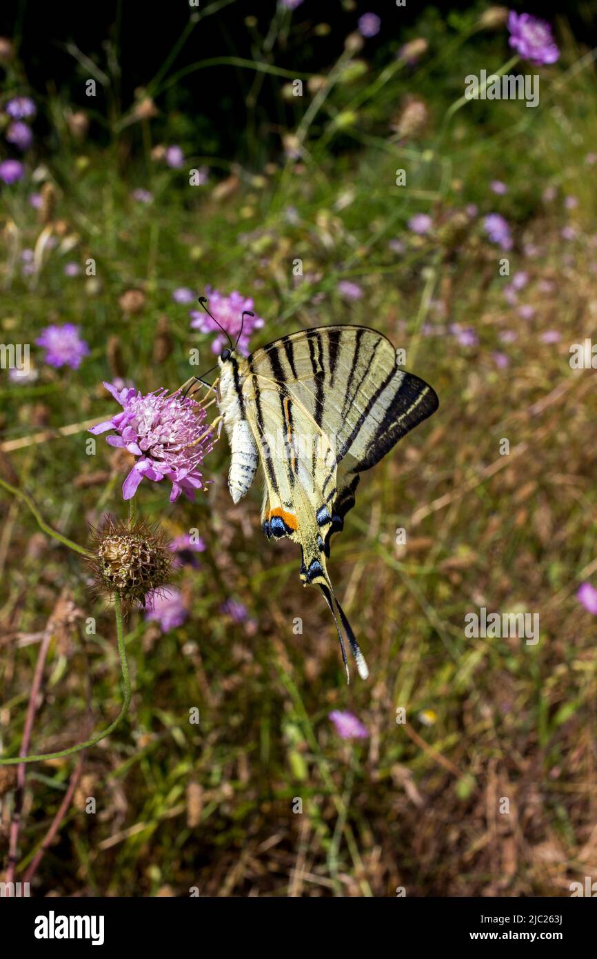 Butterfly Iphiclides podalirius or Flambe gathering pollen from a ...