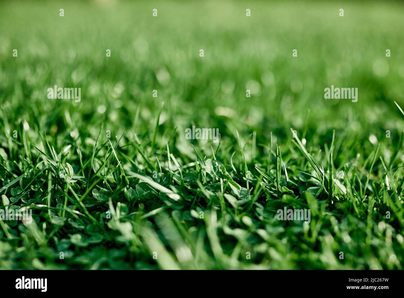 Cost-effective green clover grass for landscaping the garden by the ...