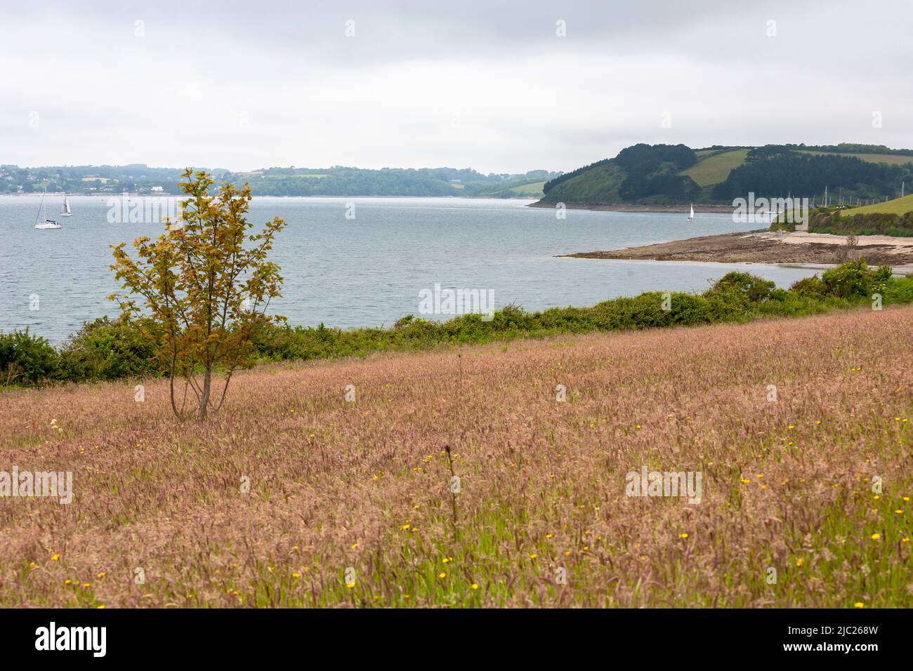 Looking up the Carrick Roads towards Feock and Porthgwidden: River Fal ...