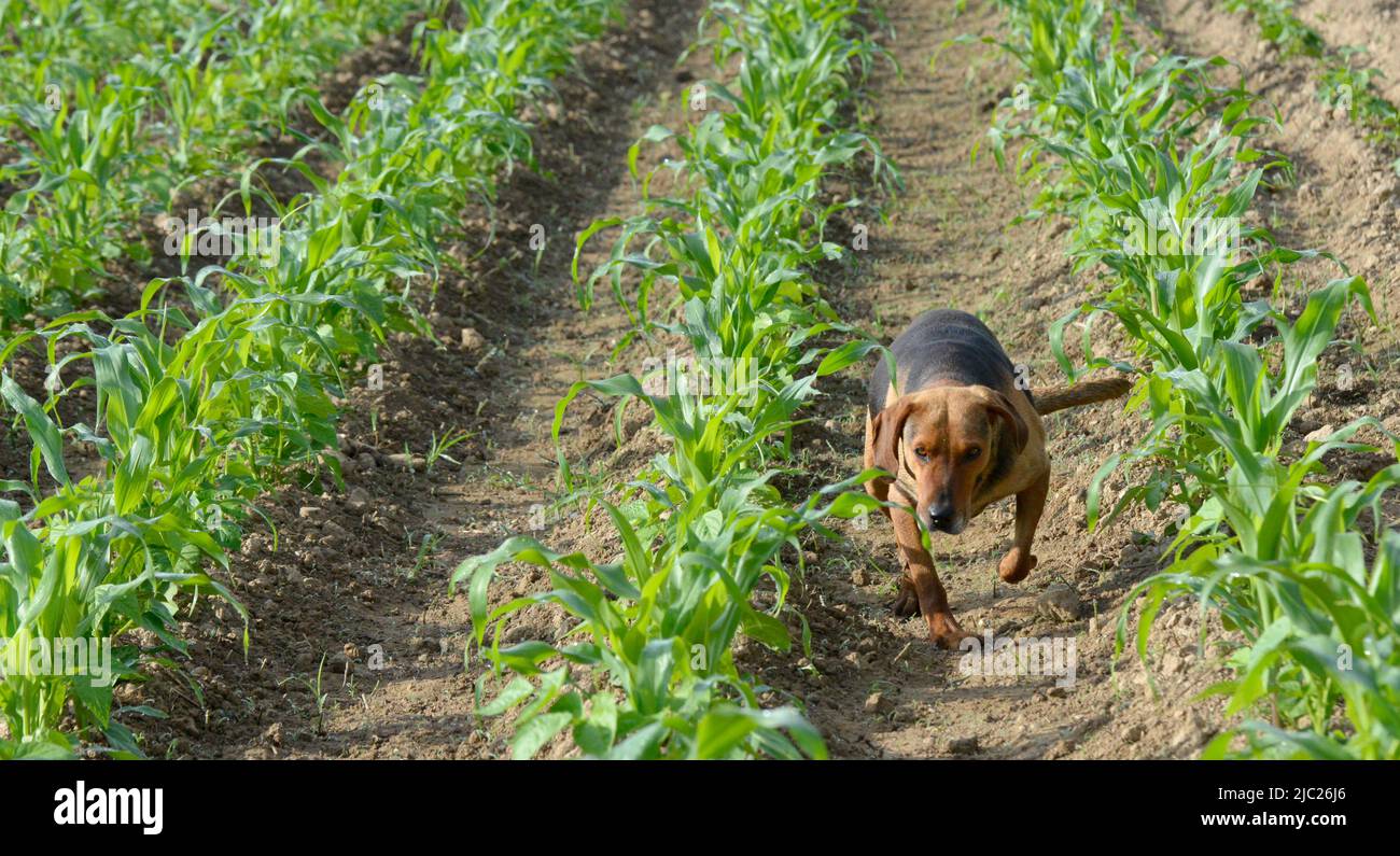 Cute farmers dog in a field of corn. bright sun Stock Photo - Alamy