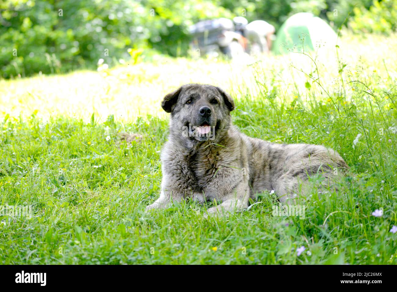 portrait of a shepherd dog in macedonia Stock Photo - Alamy