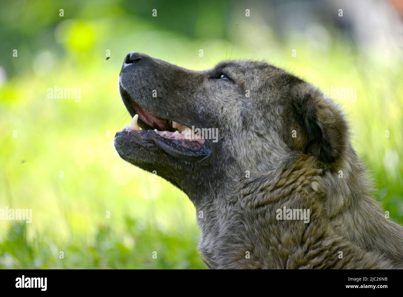 Macedonian shepherd hi-res stock photography and images - Alamy