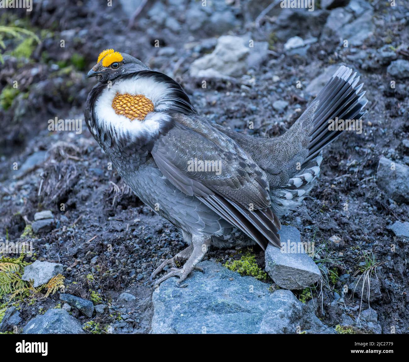 A male sooty grouse (Dendragapus fuliginosus) doing a courtship display ...