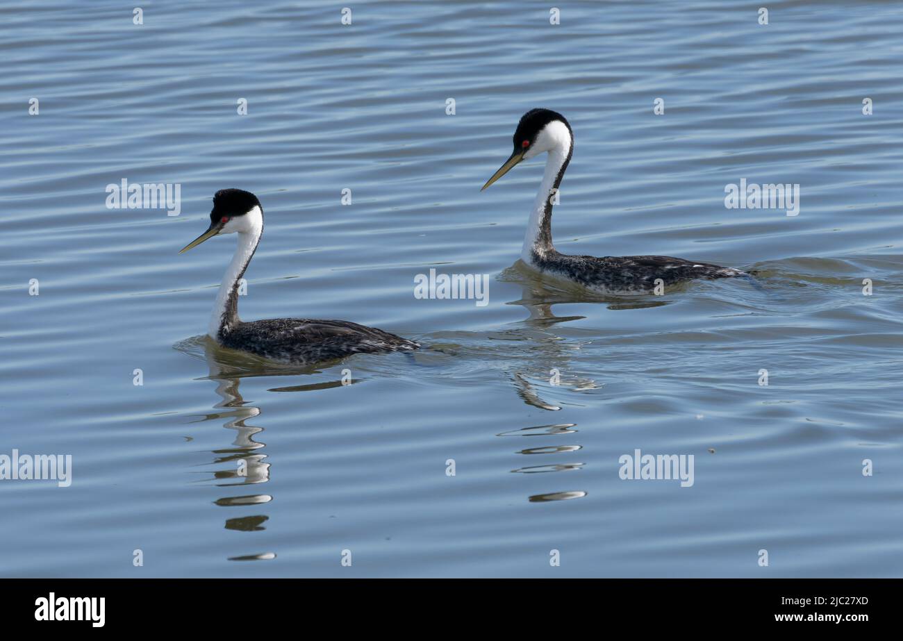 Western grebes (Aechmophorus occidentalis) swim at Long Lake National ...