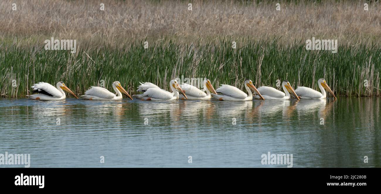 American white pelicans (Pelecanus erythrorhynchos) swimming at Long ...