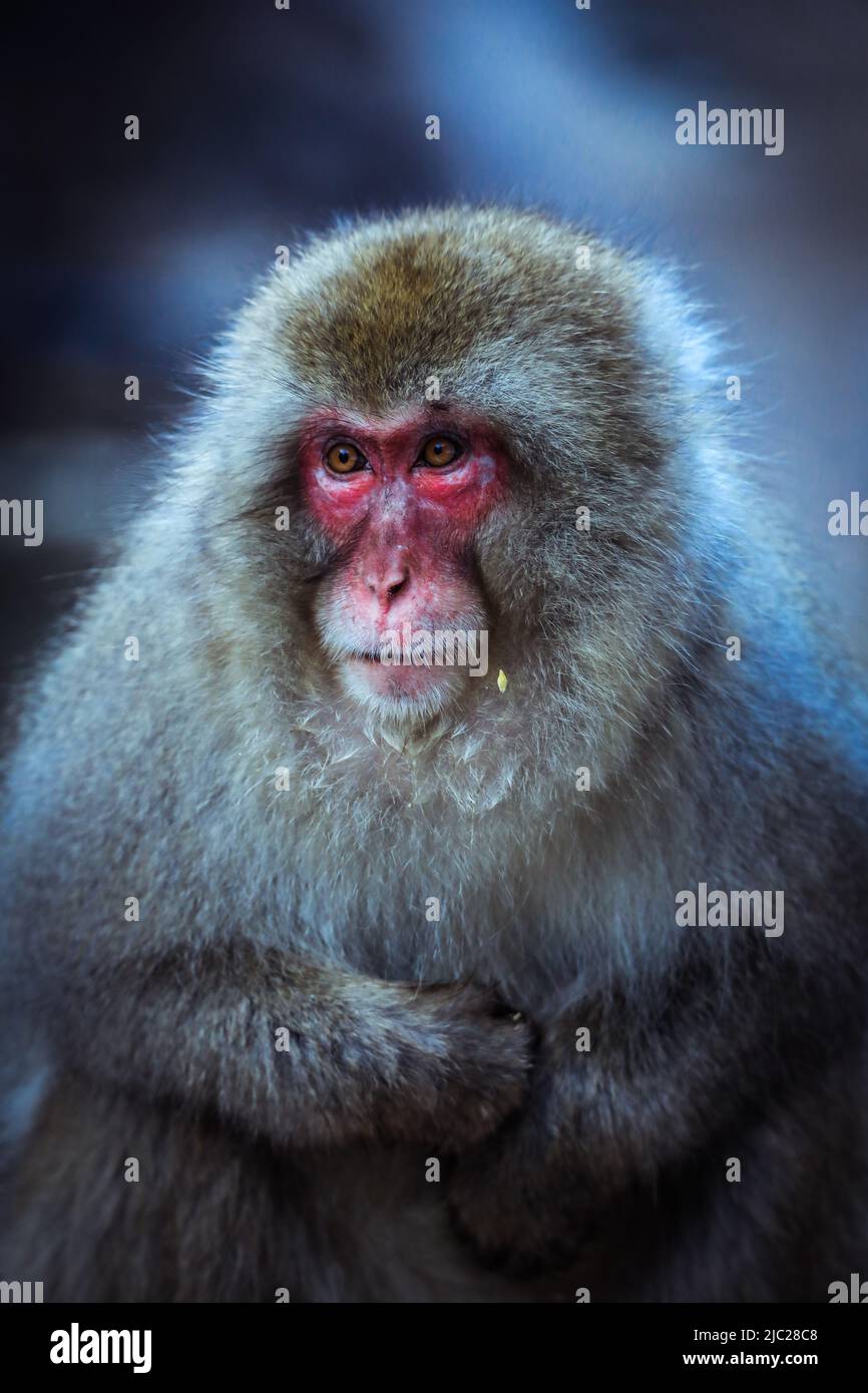 Snow monkey in the Jigokudani Forest, Japan Stock Photo - Alamy