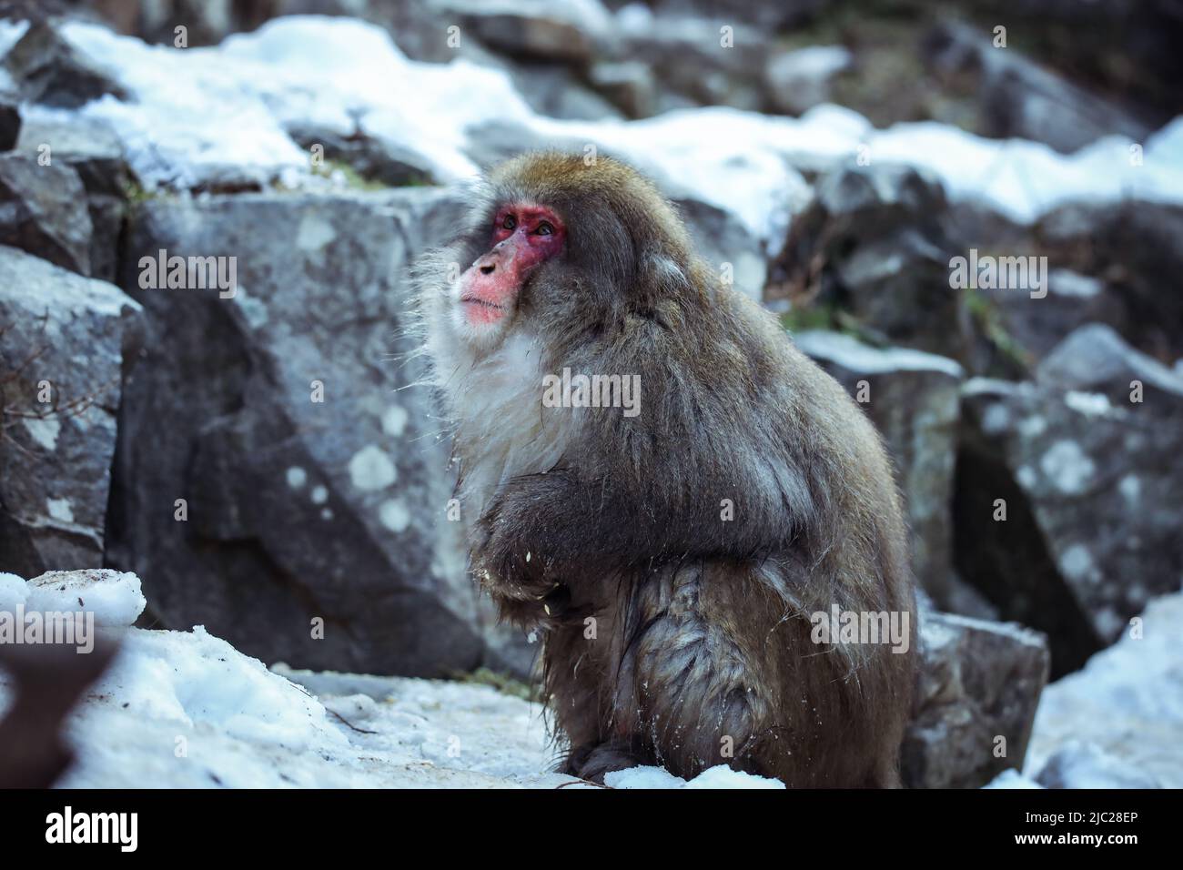 Snow monkey in the Jigokudani Forest, Japan Stock Photo - Alamy
