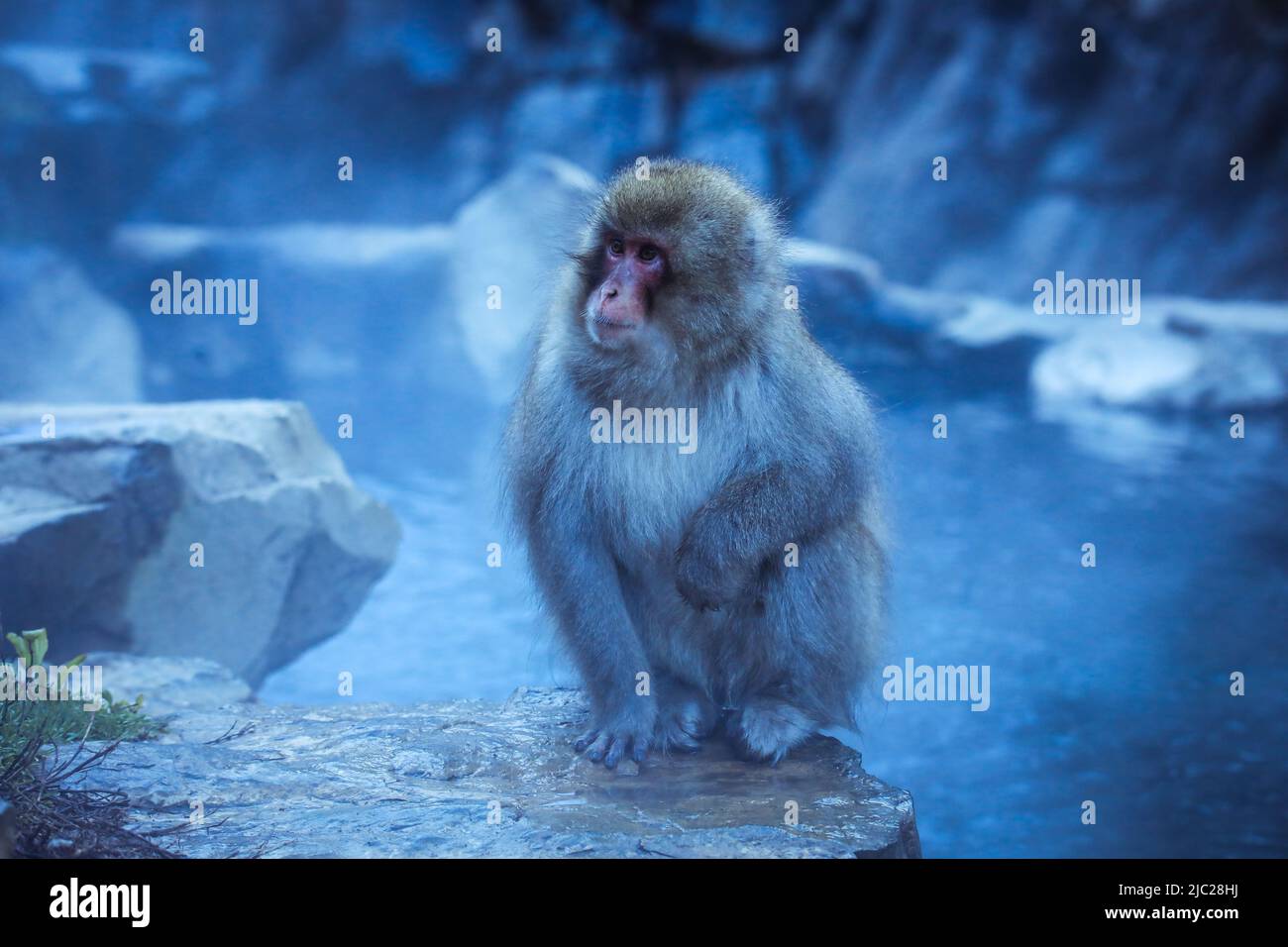 Snow monkey in the Jigokudani Forest, Japan Stock Photo - Alamy
