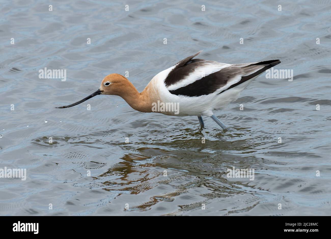 Avocet bird wildlife hi-res stock photography and images - Alamy
