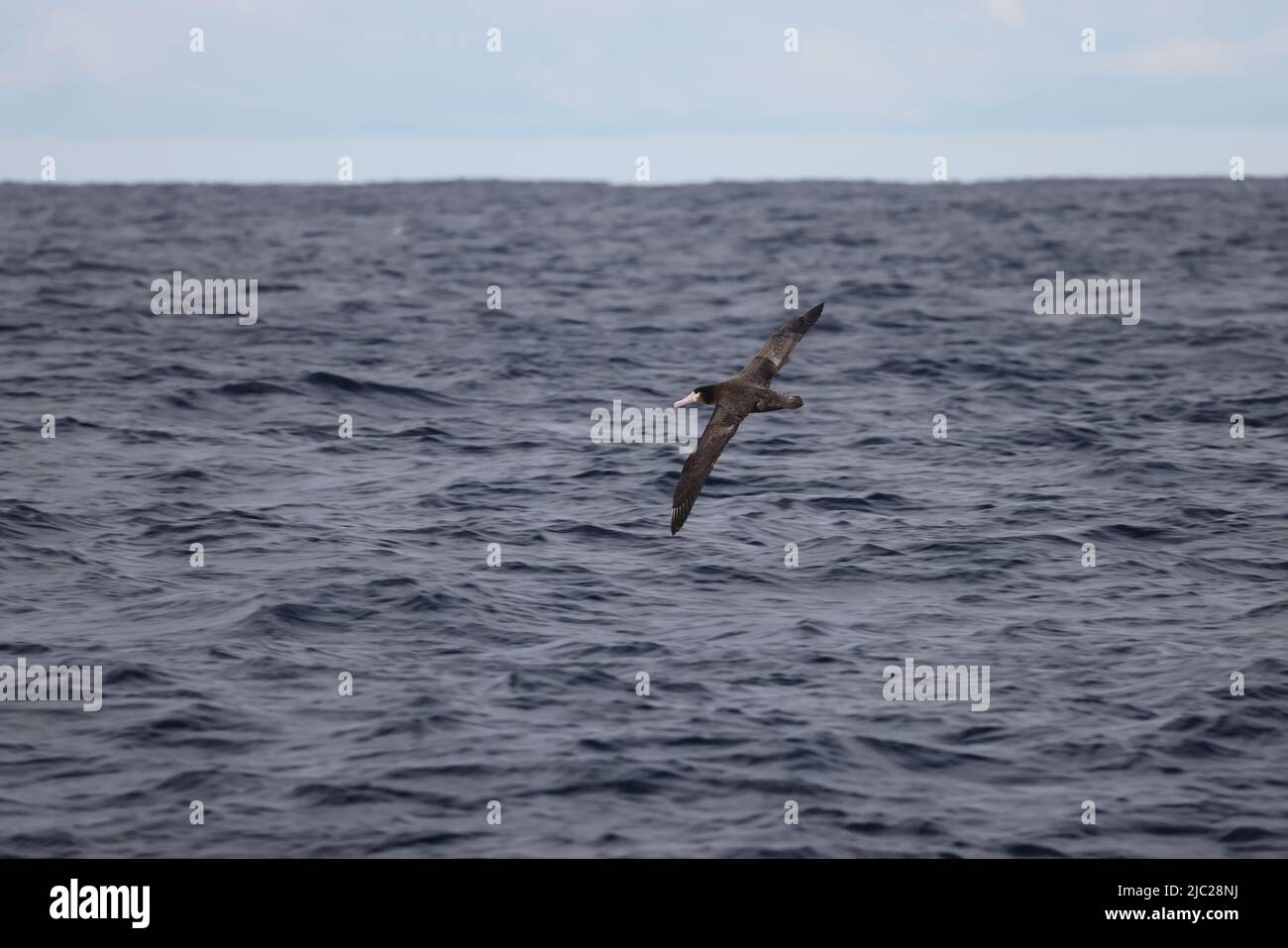 Short-tailed albatross (Diomedea albatrus) in Japan Stock Photo - Alamy