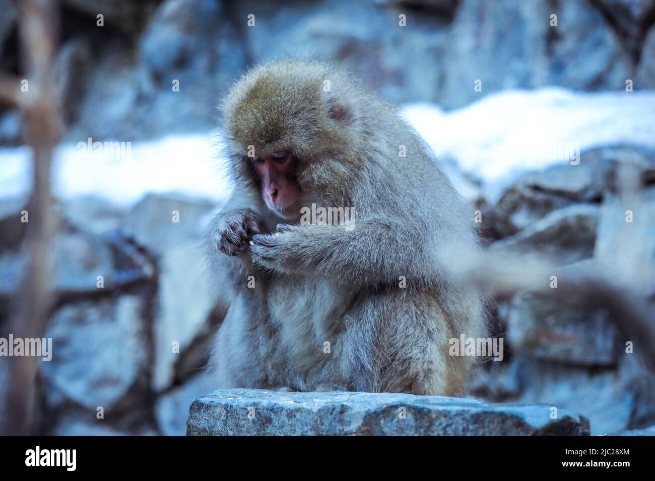 Snow monkey in the Jigokudani Forest, Japan Stock Photo - Alamy