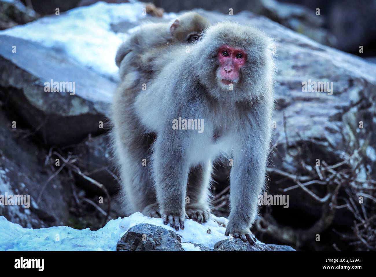 Japanese macaque snow japanese monkey macaca fuscata family in onsen hi ...