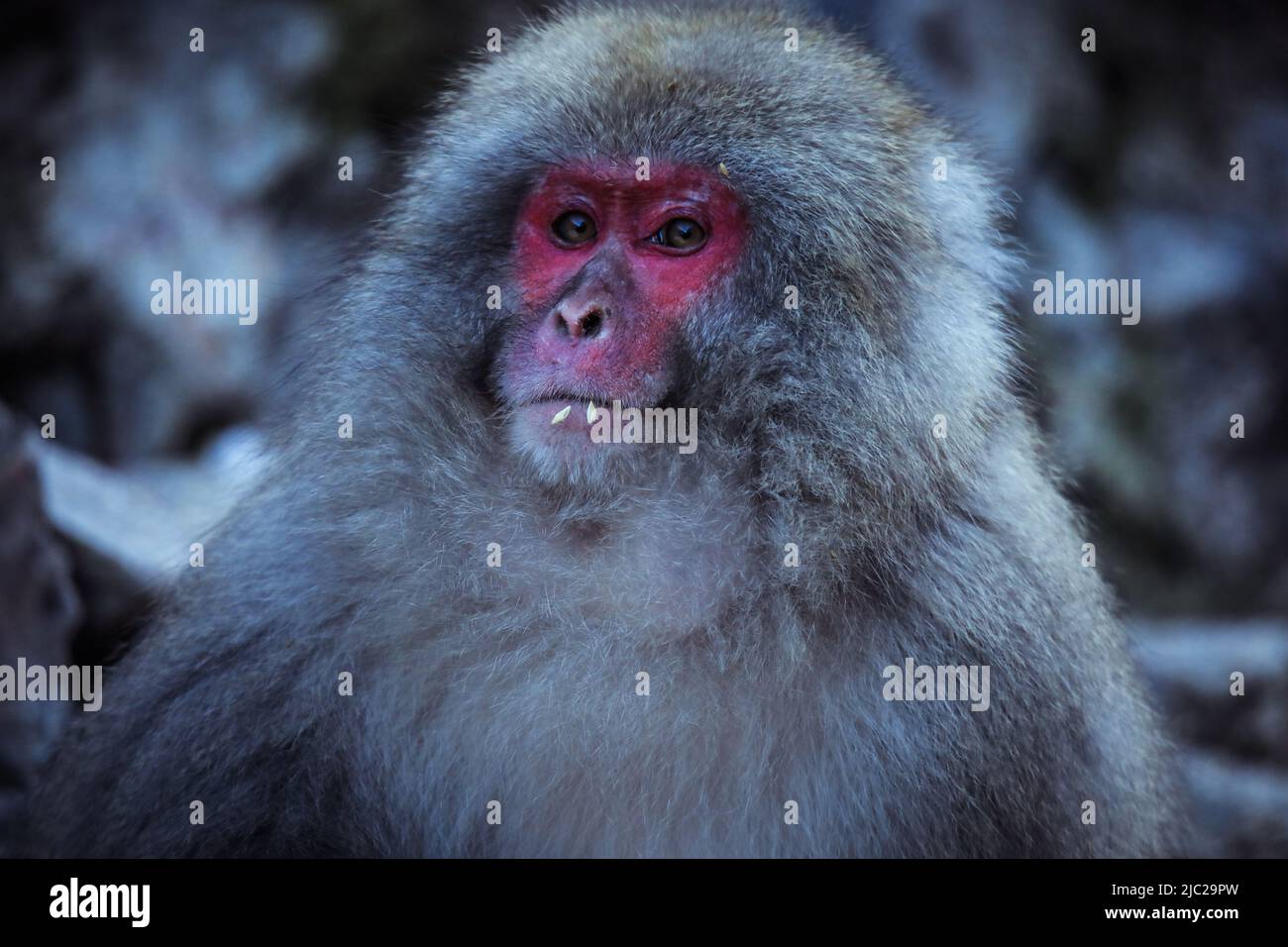 Snow monkey in the Jigokudani Forest, Japan Stock Photo - Alamy
