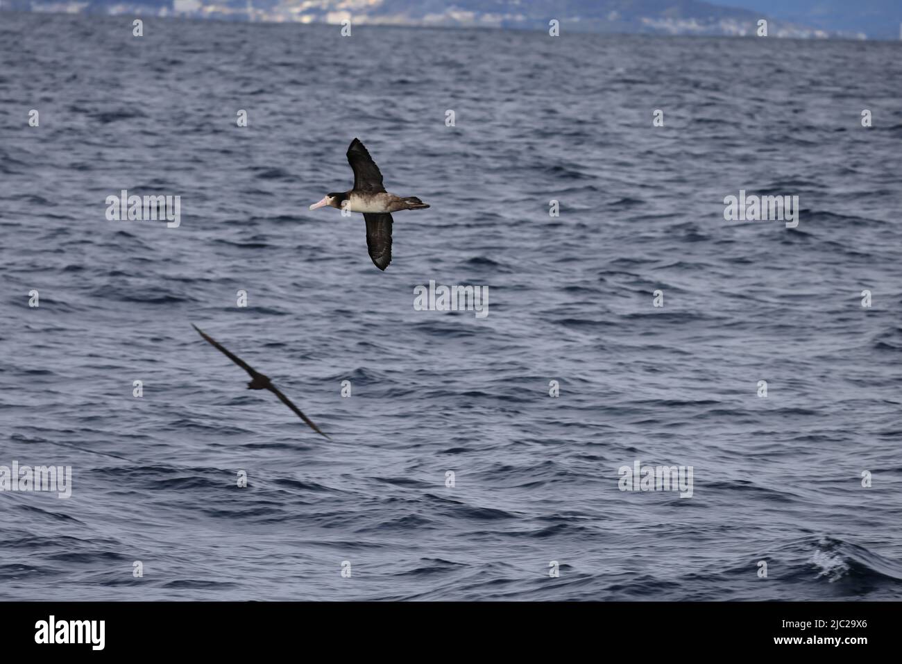 Short-tailed albatross (Diomedea albatrus) in Japan Stock Photo - Alamy