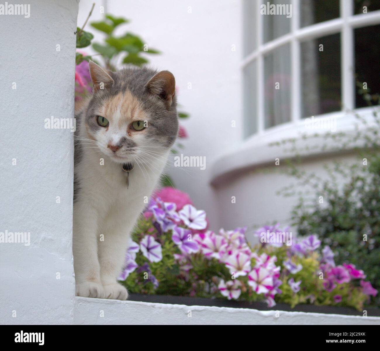 Cat in London Stock Photo - Alamy