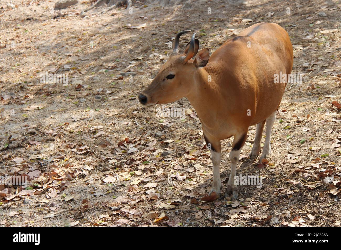 banteng in a zoo in chiang mai (thailand Stock Photo - Alamy