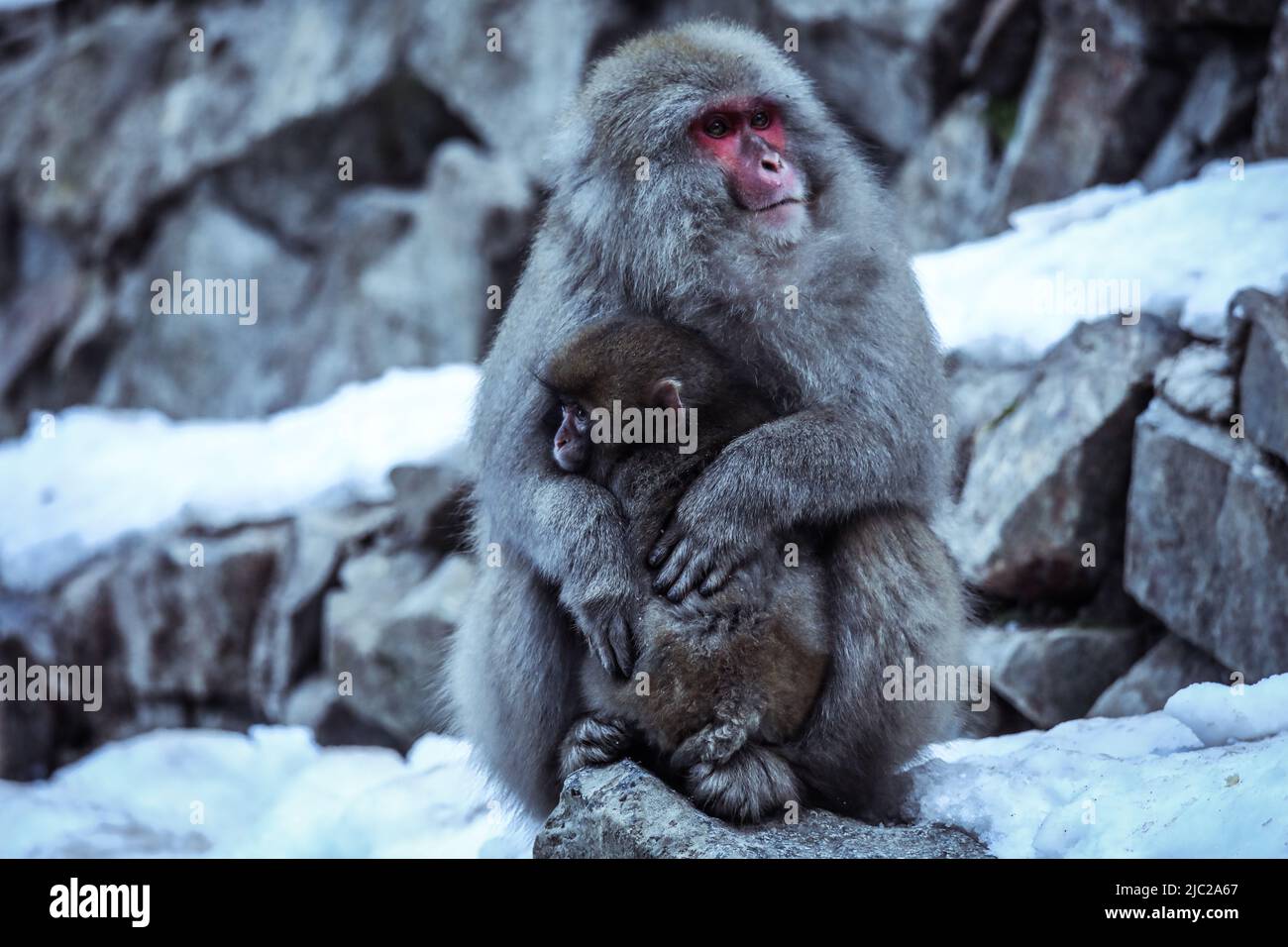 Monkey japan hot springs hi-res stock photography and images - Alamy