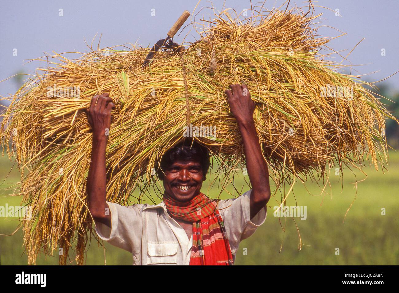 Bangladesh; portrait of a farmer carrying a bundle of rice on his head ...