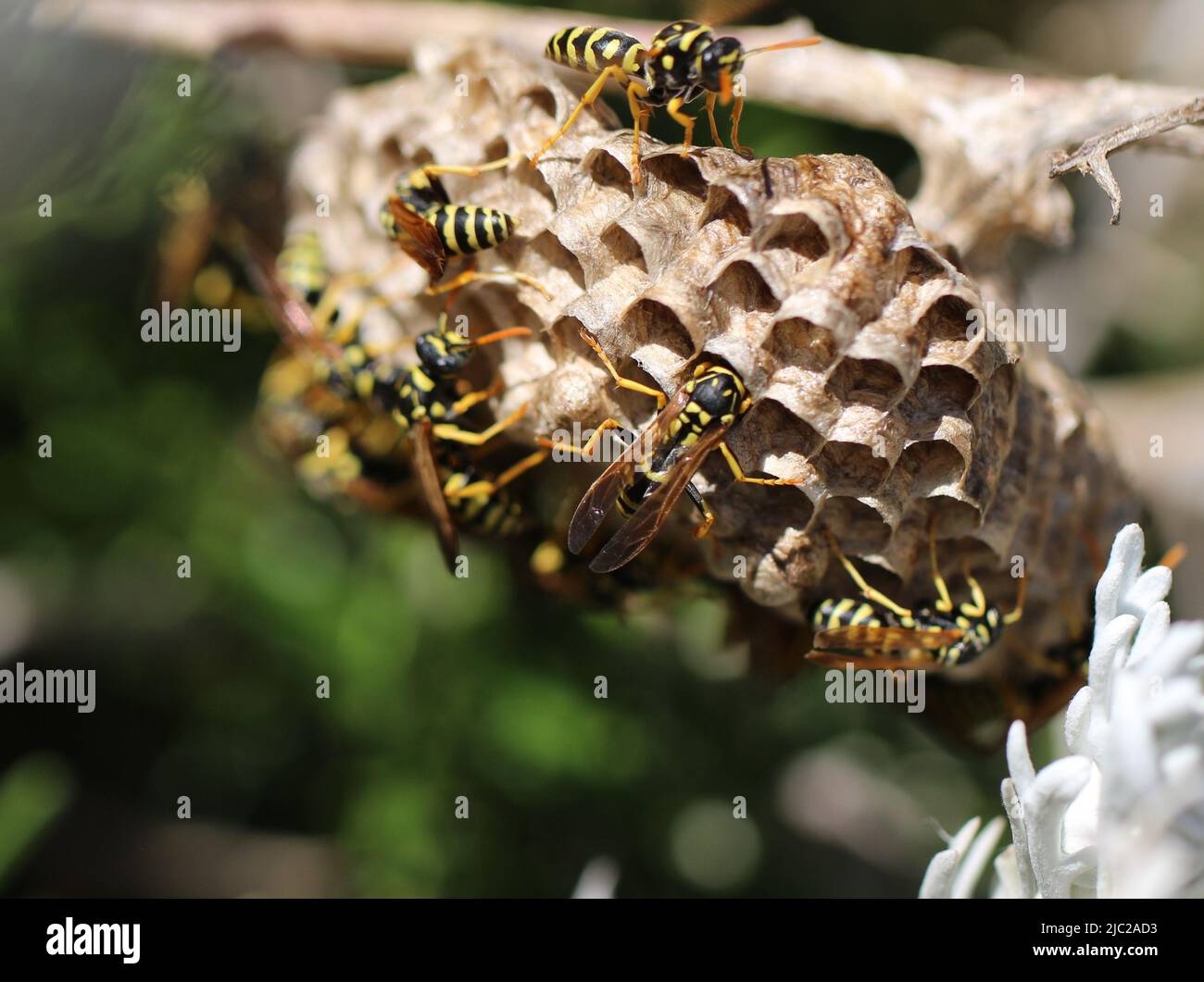 Polistes wasps in Maremma, Italy Stock Photo - Alamy