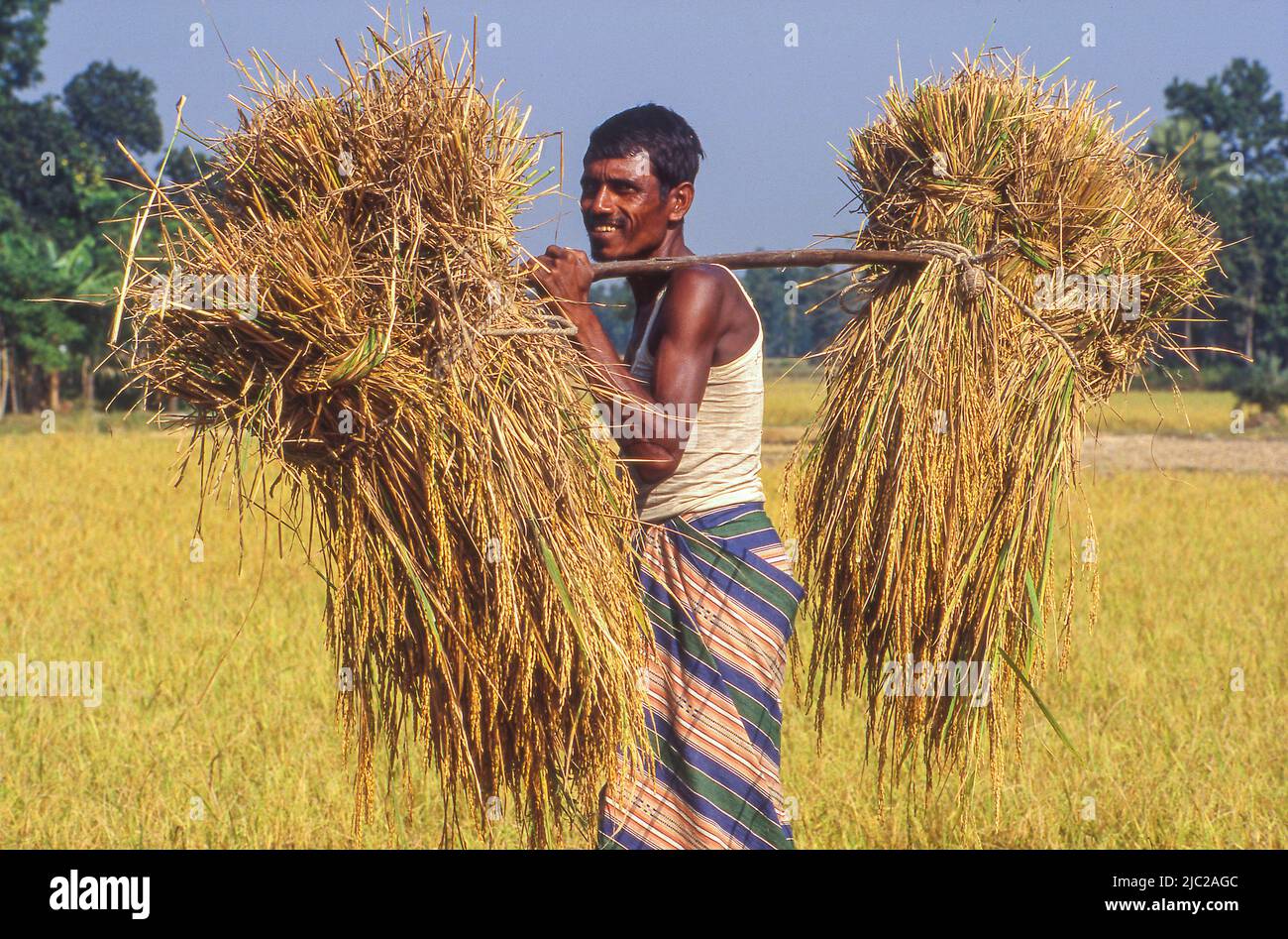 Bangladesh; portrait of a farmer carrying bundles of rice on his ...
