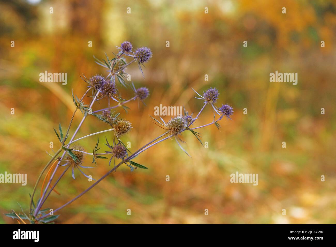 Autumn awakening hi-res stock photography and images - Alamy