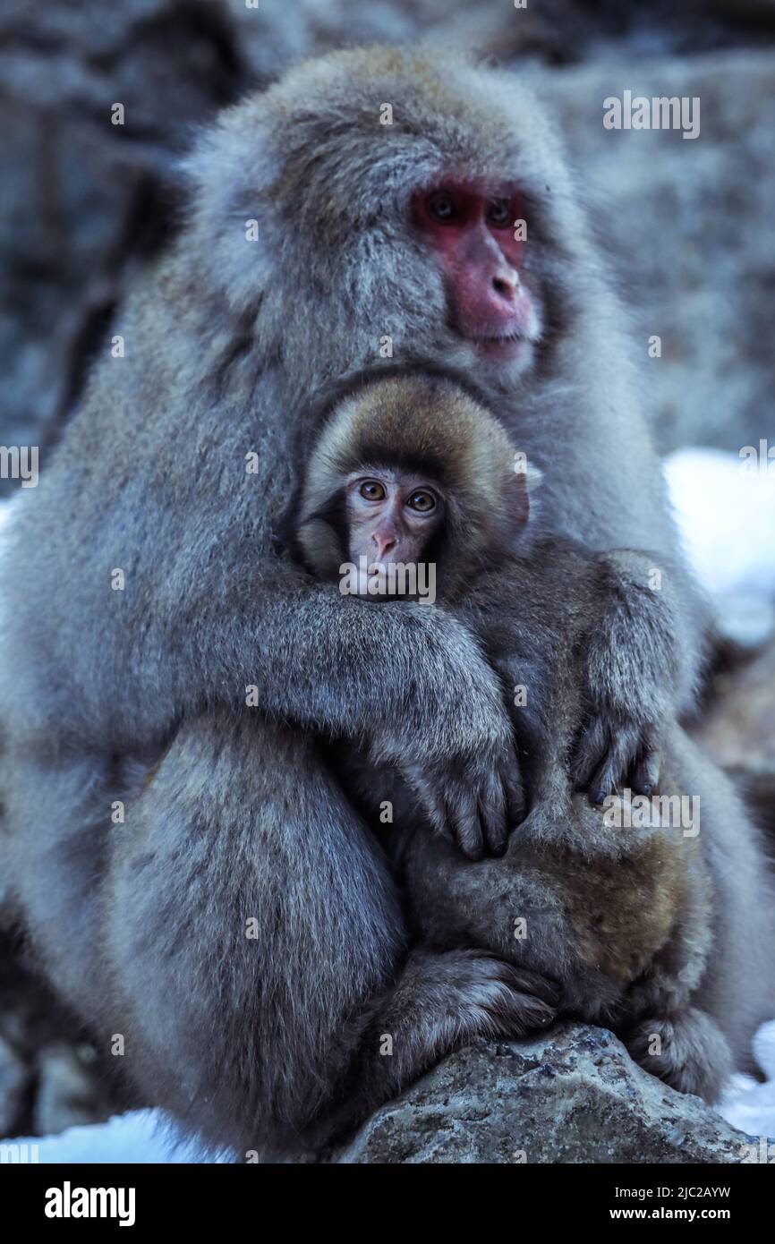 Snow monkey in the Jigokudani Forest, Japan Stock Photo - Alamy