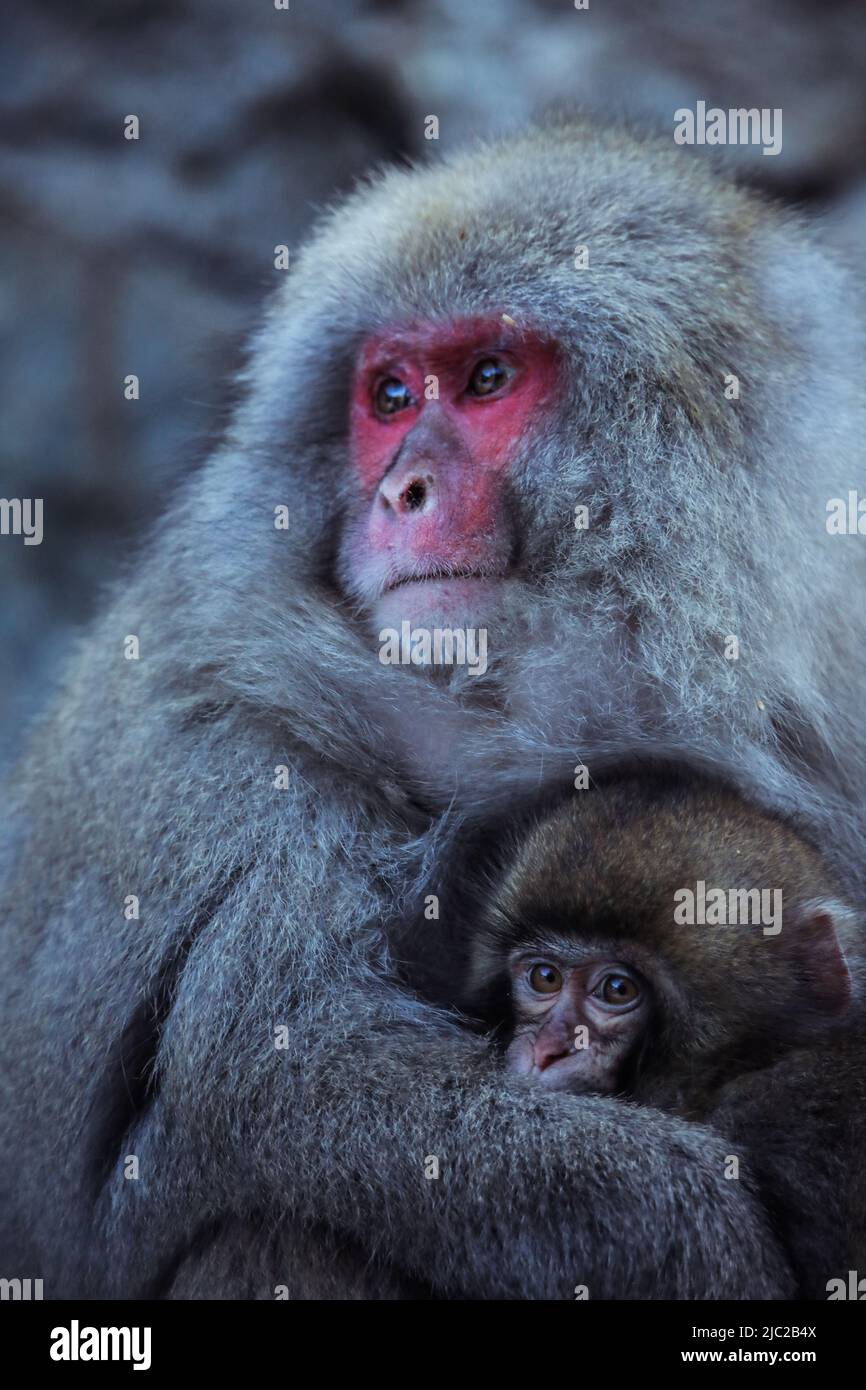 Snow monkey in the Jigokudani Forest, Japan Stock Photo - Alamy