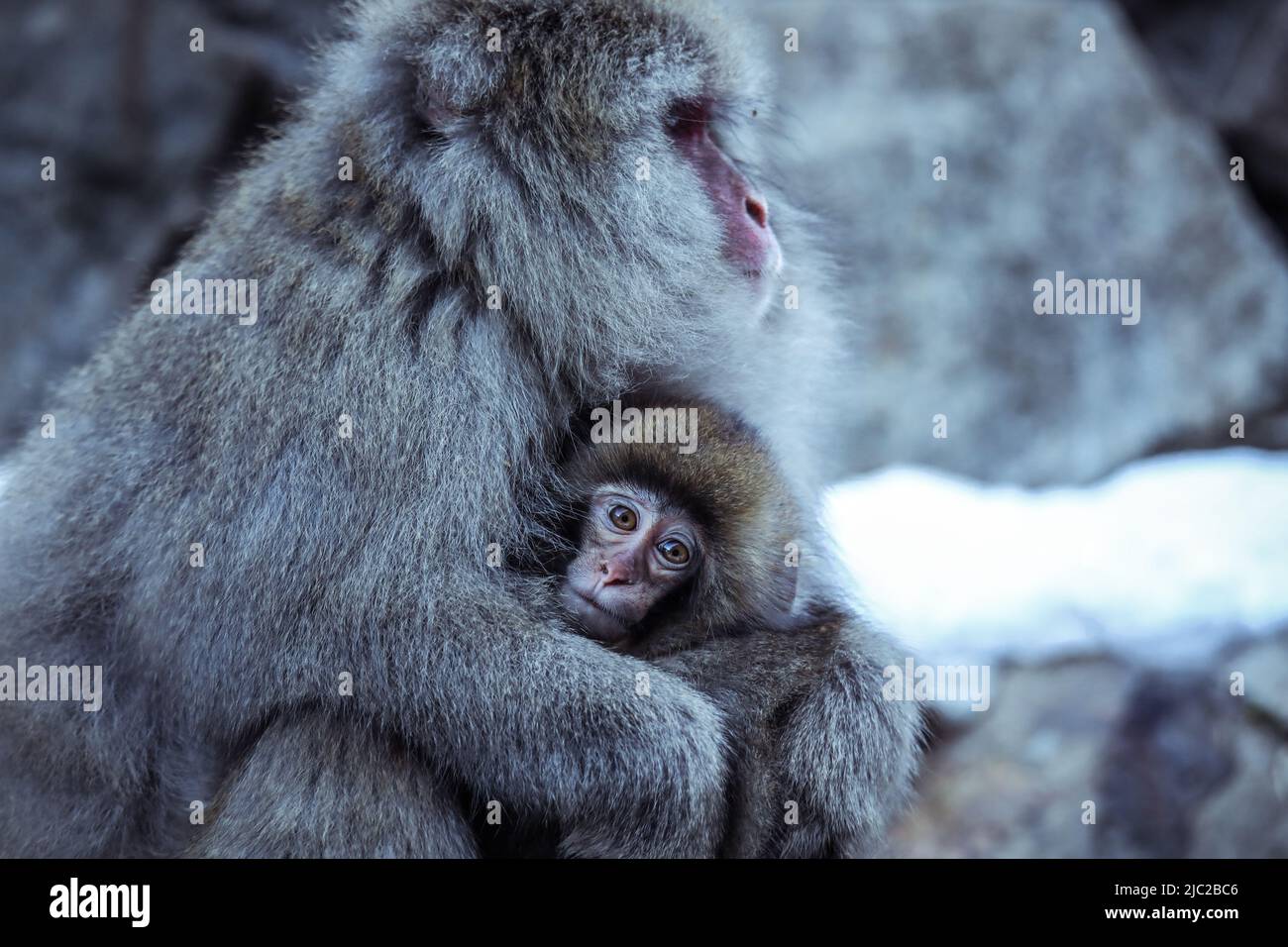 Snow monkey in the Jigokudani Forest, Japan Stock Photo - Alamy
