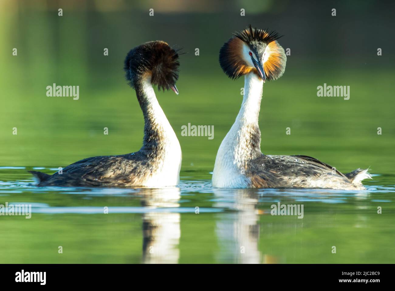 Great Crested Grebe courtship displaying Stock Photo - Alamy