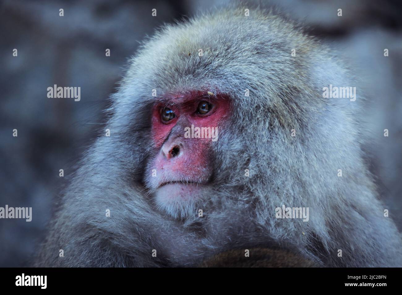 Snow monkey in the Jigokudani Forest, Japan Stock Photo - Alamy