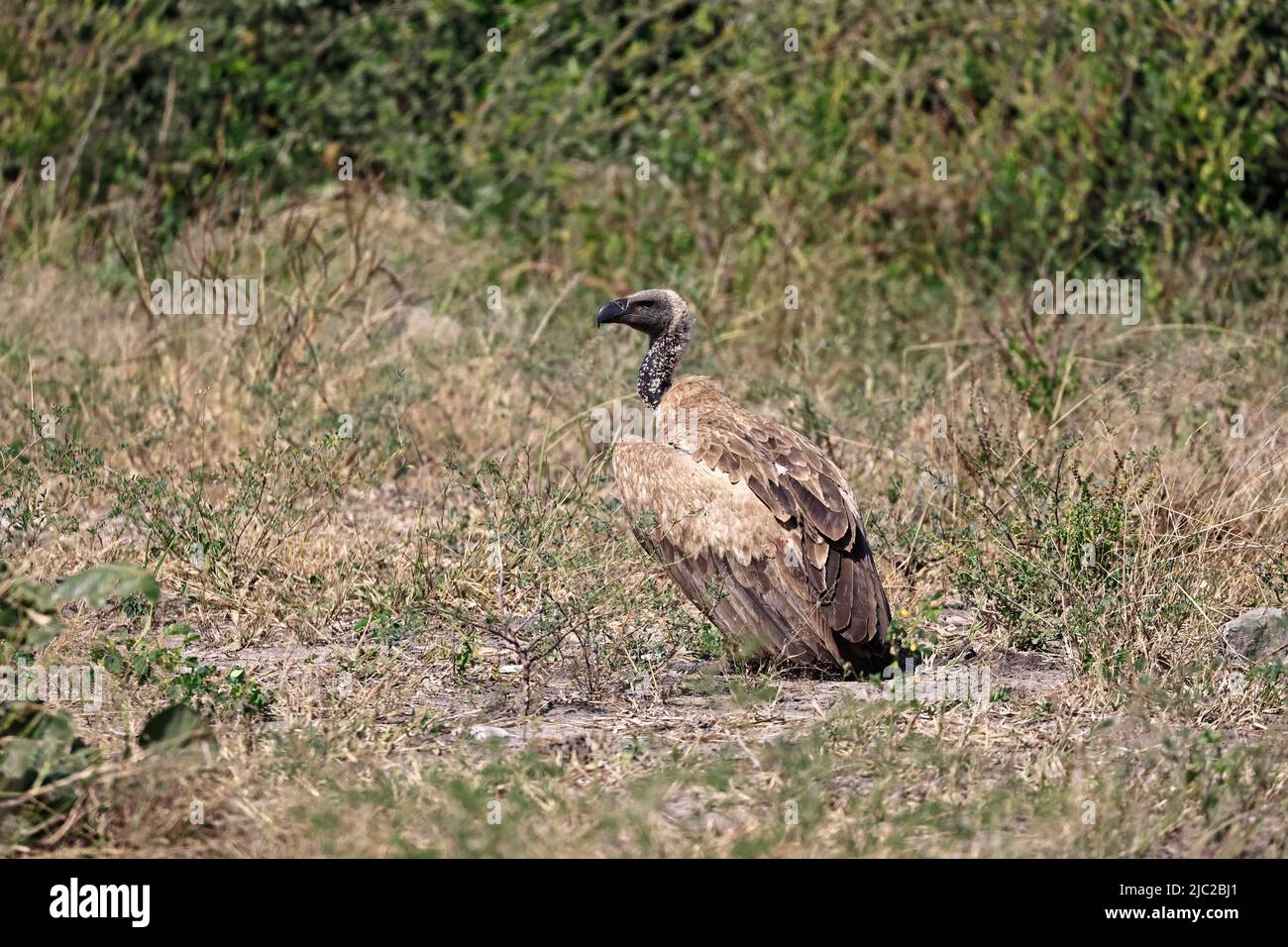 White backed vulture on ground hi-res stock photography and images - Alamy
