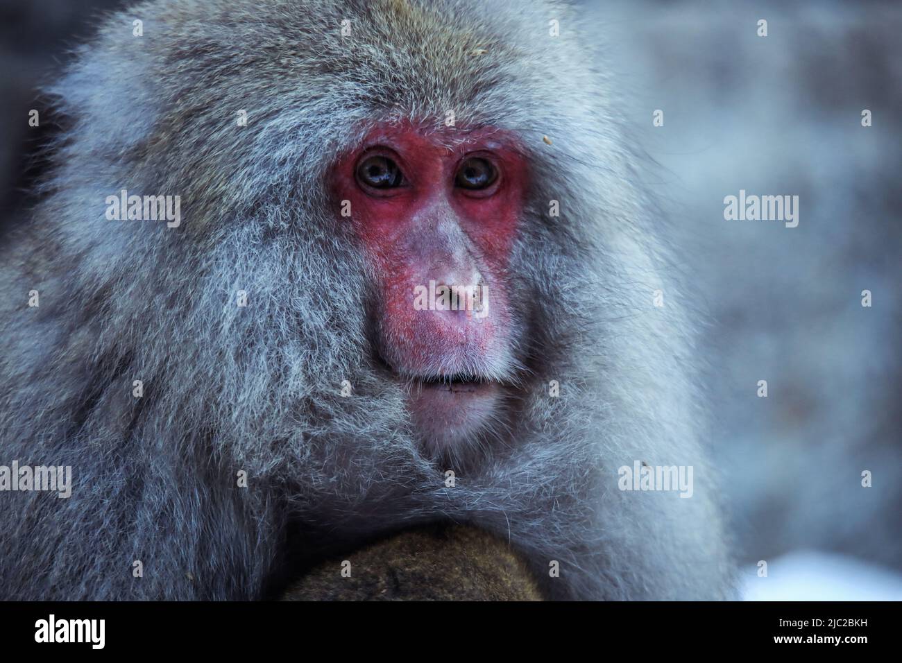 Snow monkey in the Jigokudani Forest, Japan Stock Photo - Alamy