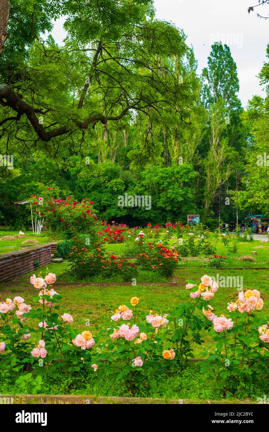 Rose garden in Seaside Garden of Varna city,Black Sea coast,Bulgaria ...