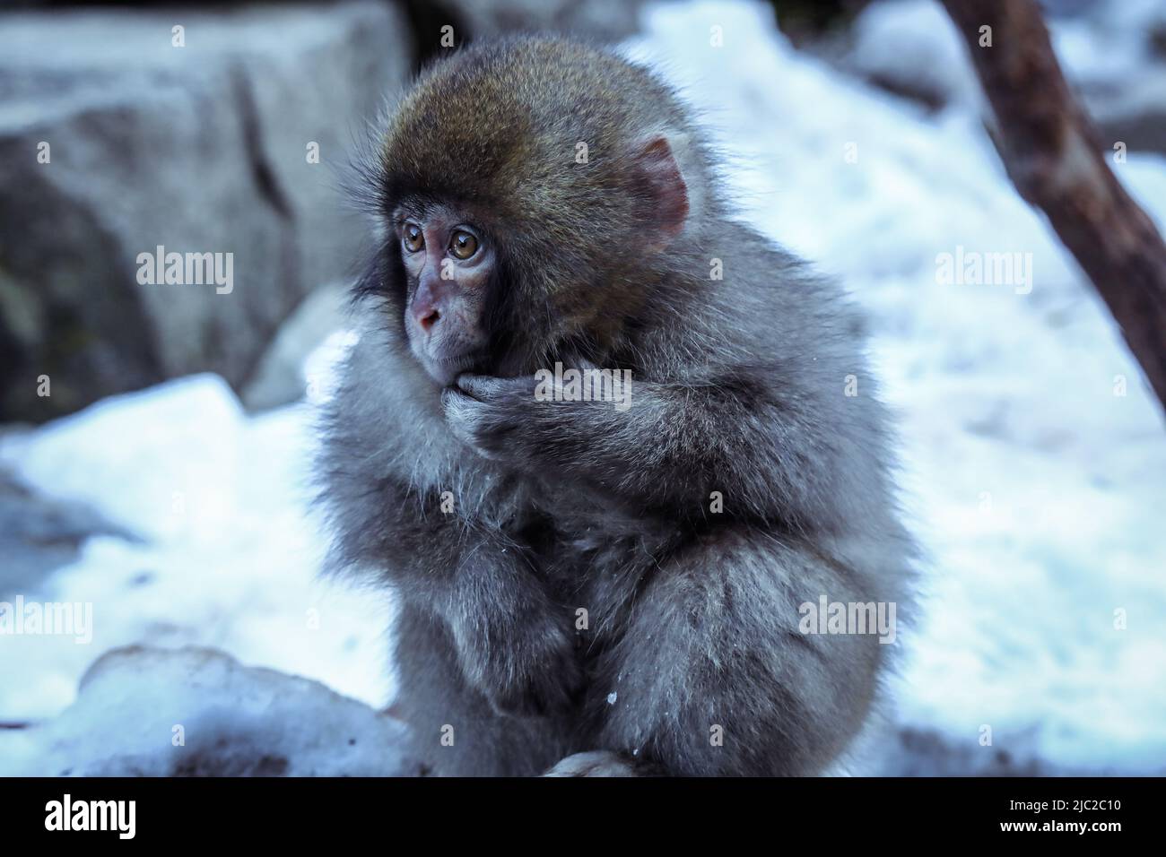 Snow monkey in the Jigokudani Forest, Japan Stock Photo - Alamy