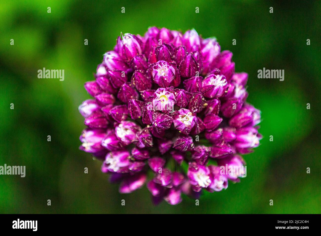 Decorative garlic hi-res stock photography and images - Alamy