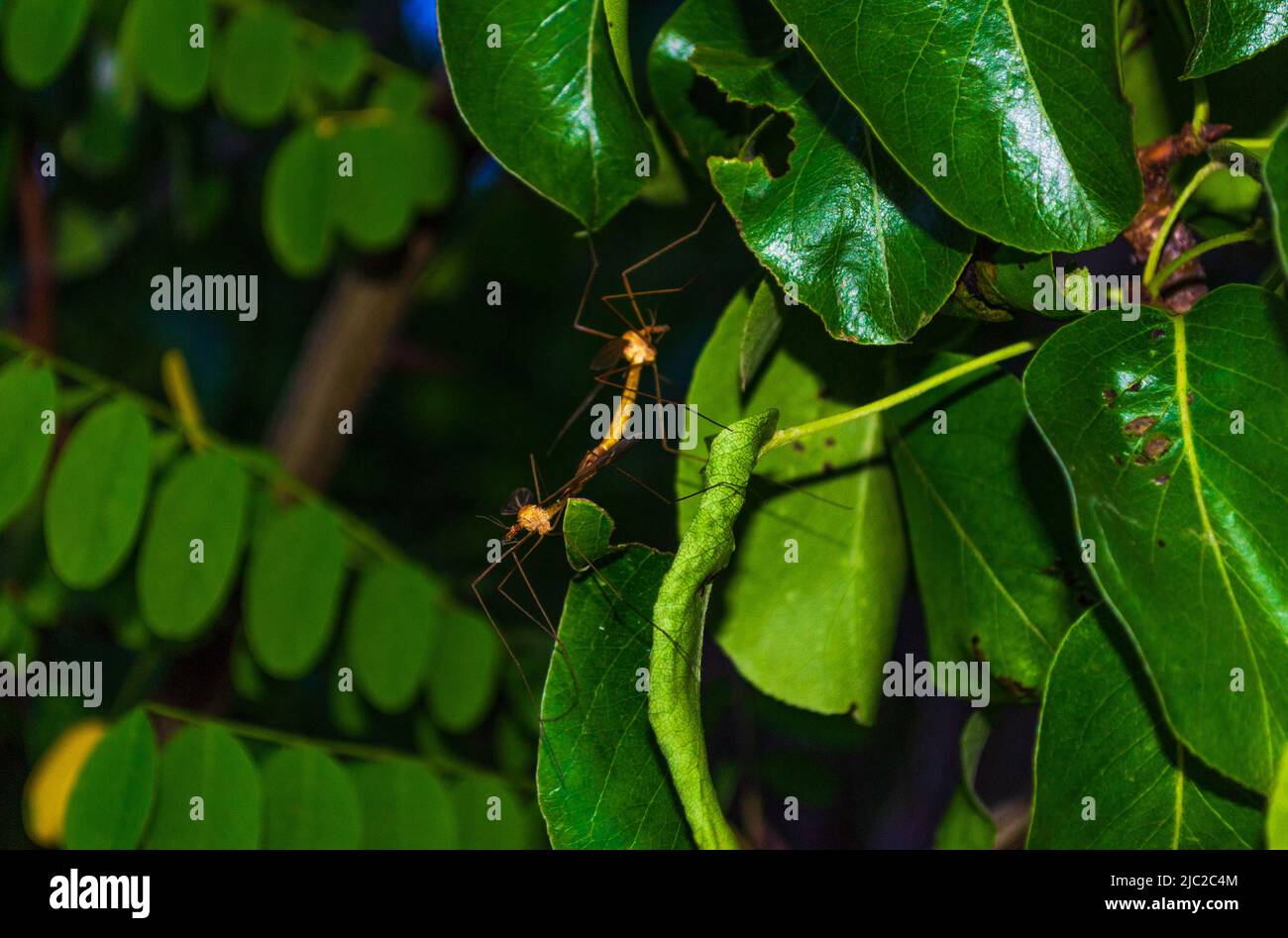 Jiant mosquitoes mating at night Stock Photo - Alamy
