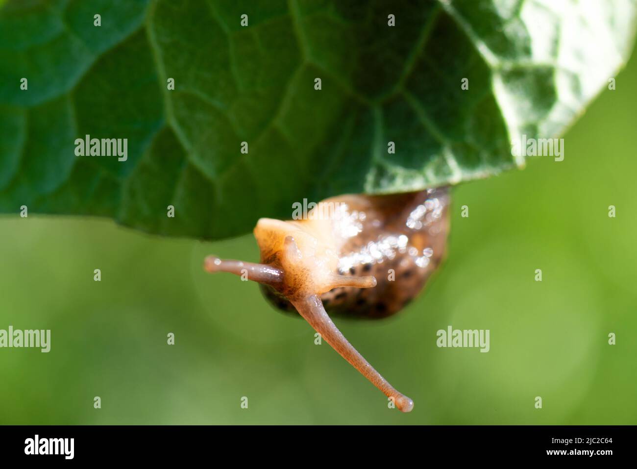Slime snail without shell hi-res stock photography and images - Alamy