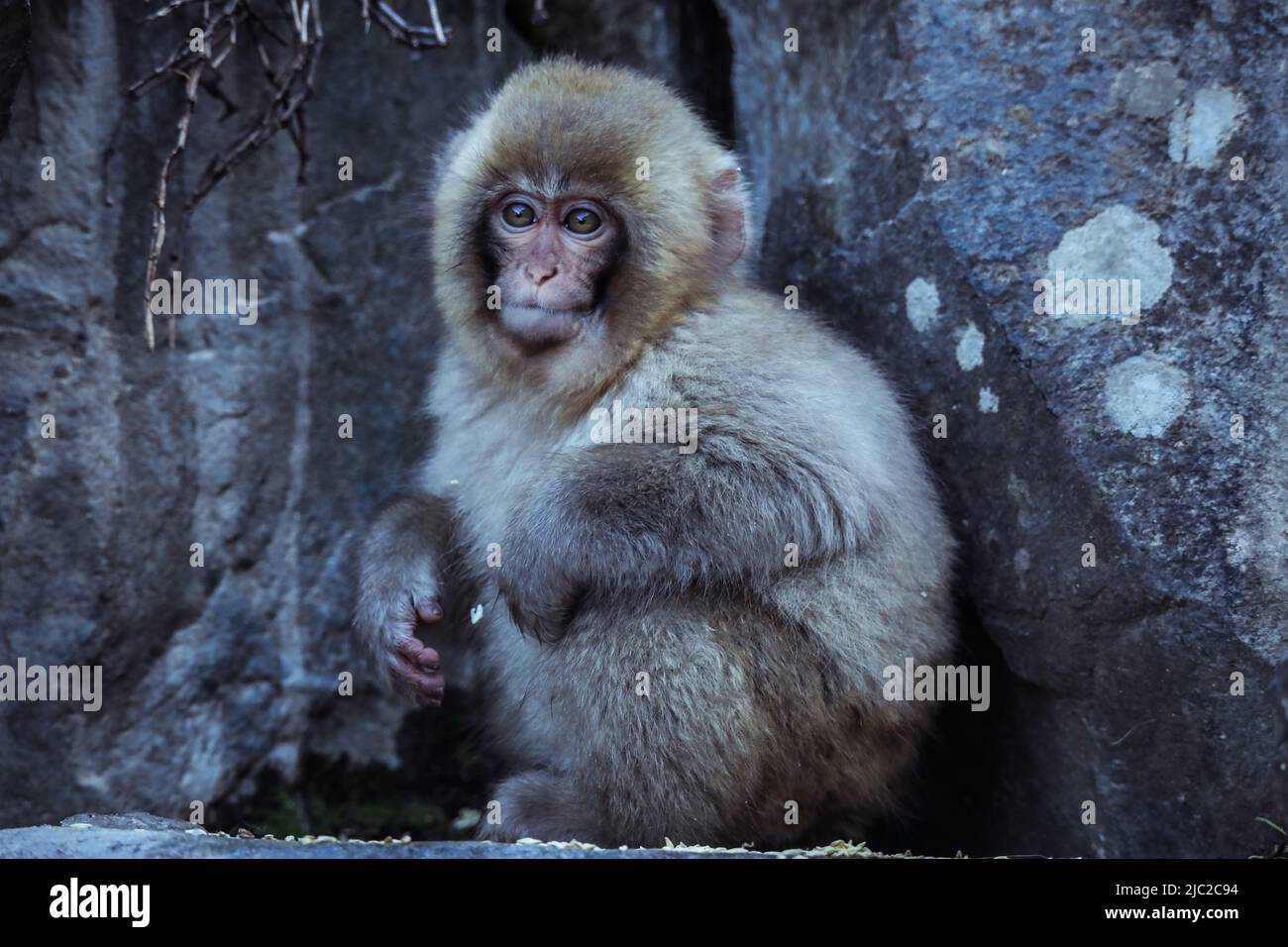 Snow monkey in the Jigokudani Forest, Japan Stock Photo - Alamy