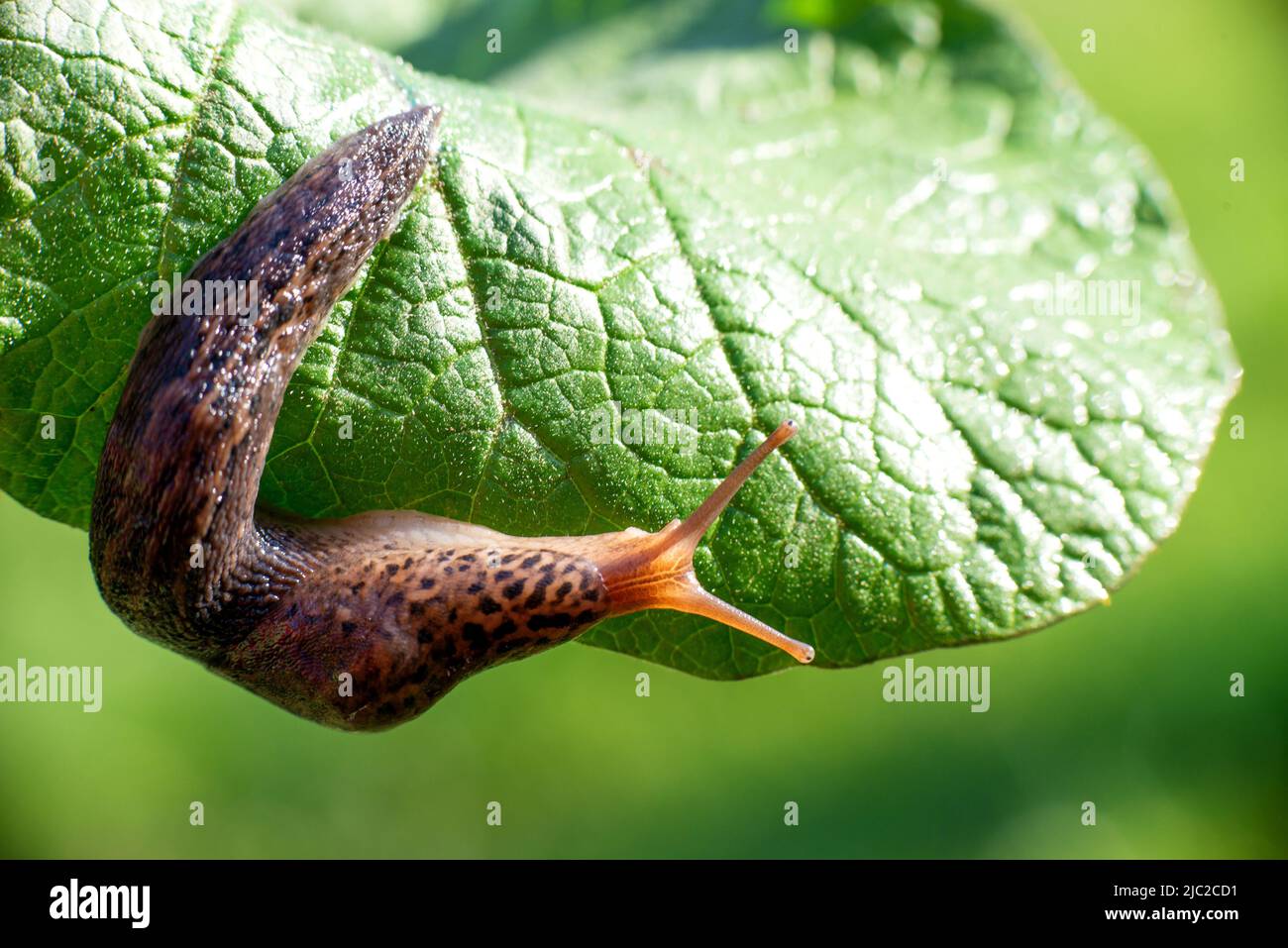 Limax maximus leaf hi-res stock photography and images - Alamy