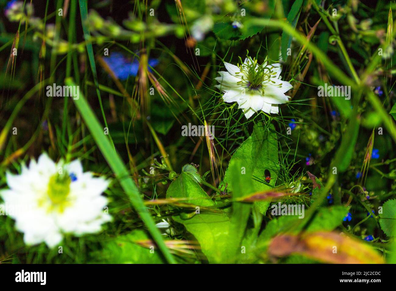 Firefly at night garden,Bulgaria Stock Photo - Alamy