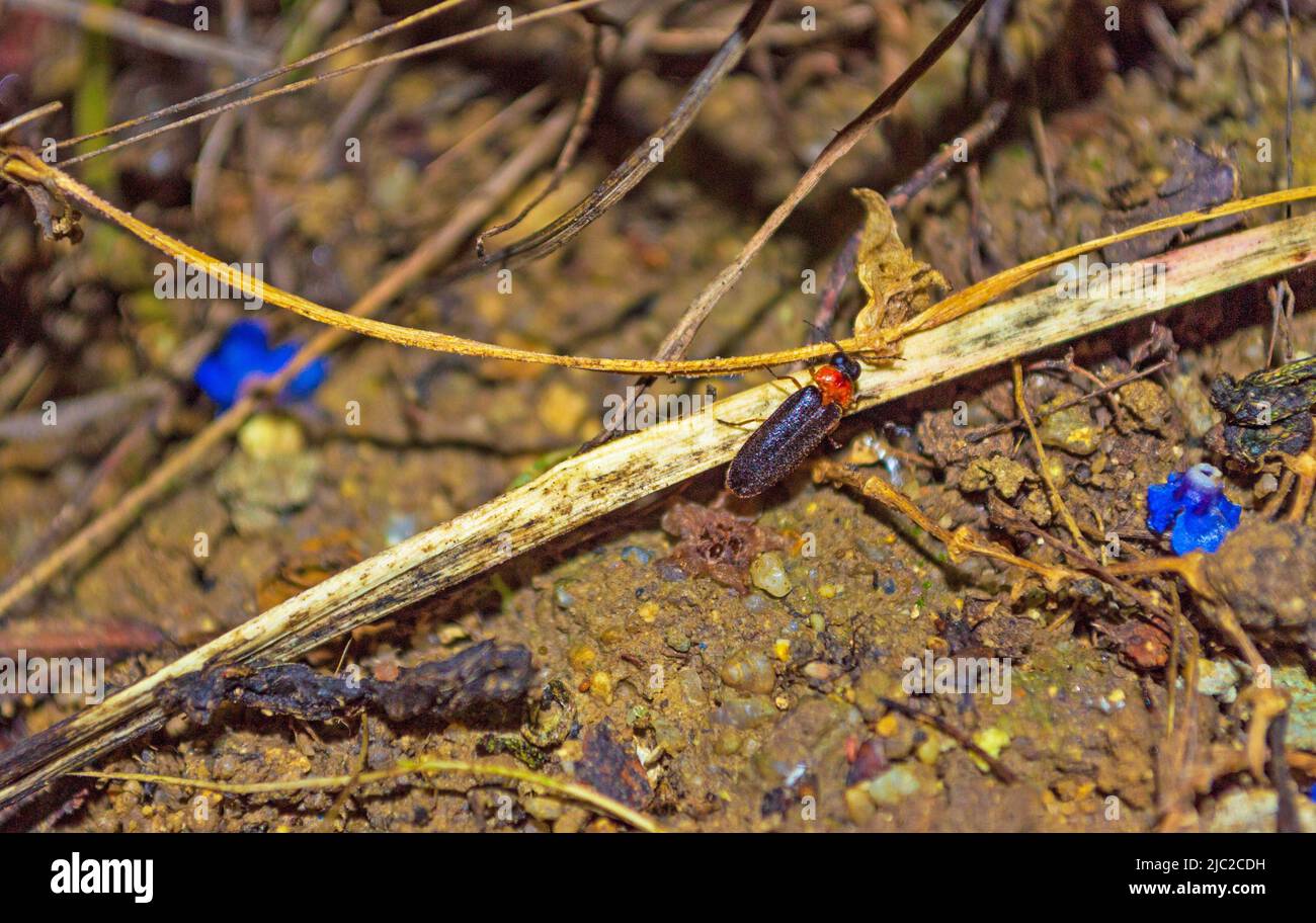 Firefly phenomenon hi-res stock photography and images - Alamy