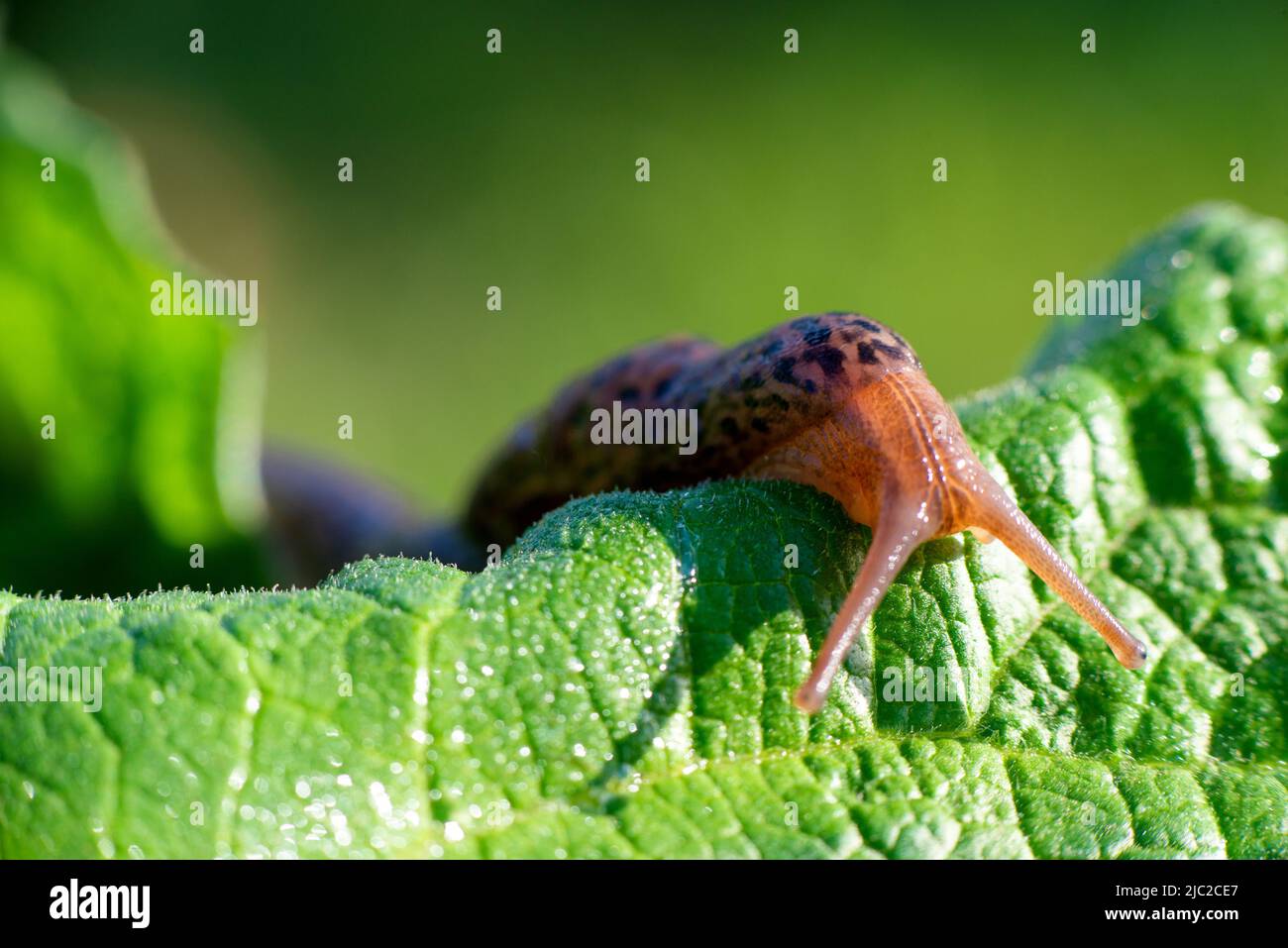 Limax maximus leaf hi-res stock photography and images - Alamy