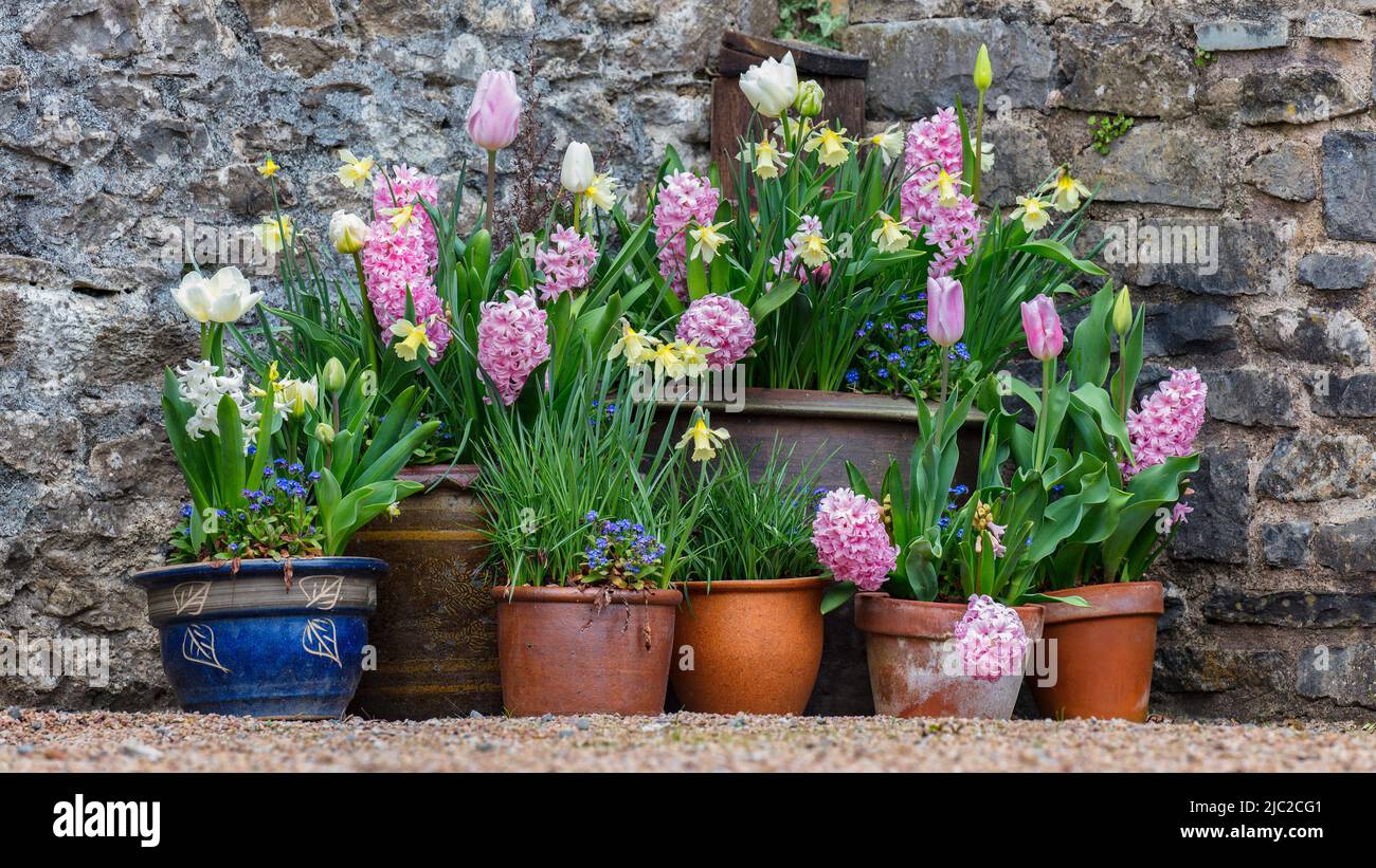 Tulipa, Narcissus and Hyacinthus in the Pool Garden potted display at ...