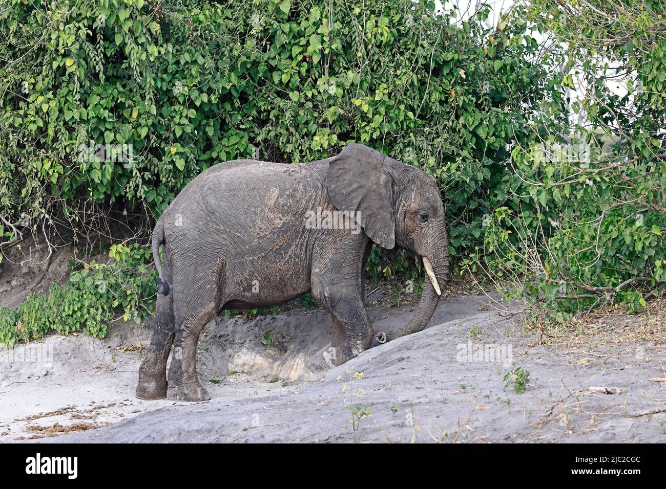 African Elephant eating mud for salts on the Chobe River Botswana Stock ...