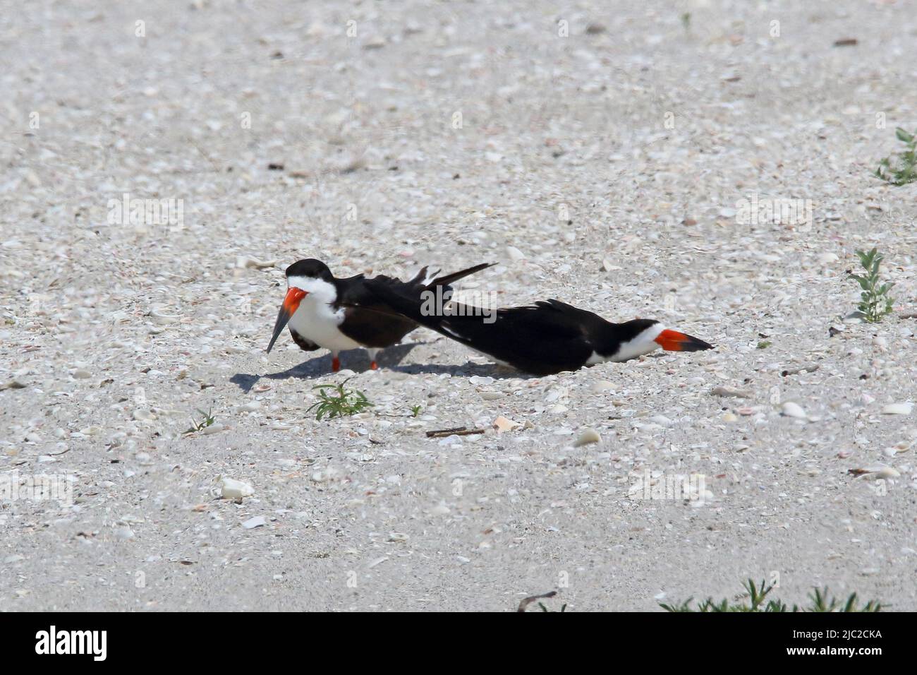 A pair of black skimmers on the beach Stock Photo - Alamy