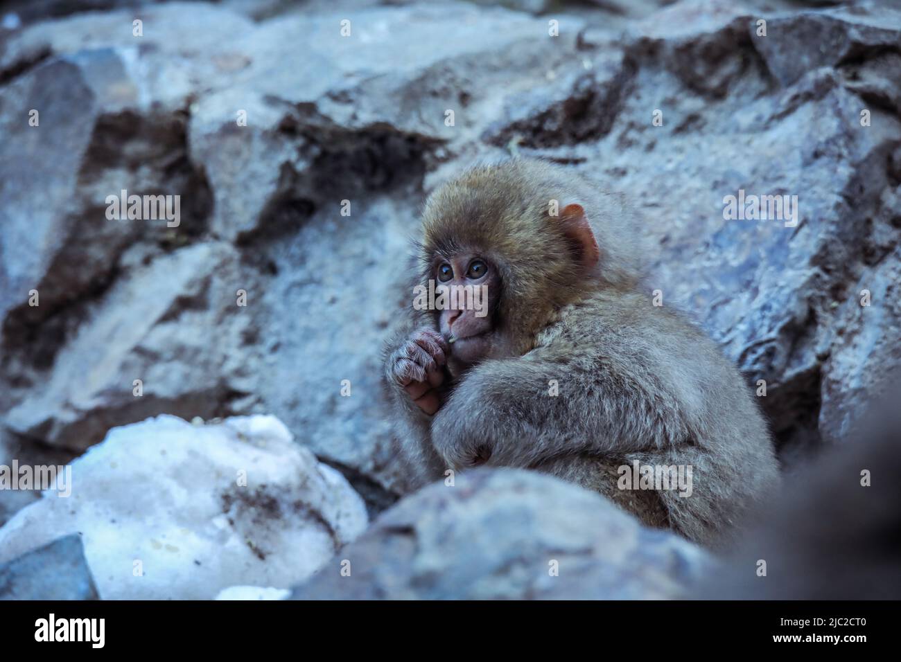 Snow monkey in the Jigokudani Forest, Japan Stock Photo - Alamy