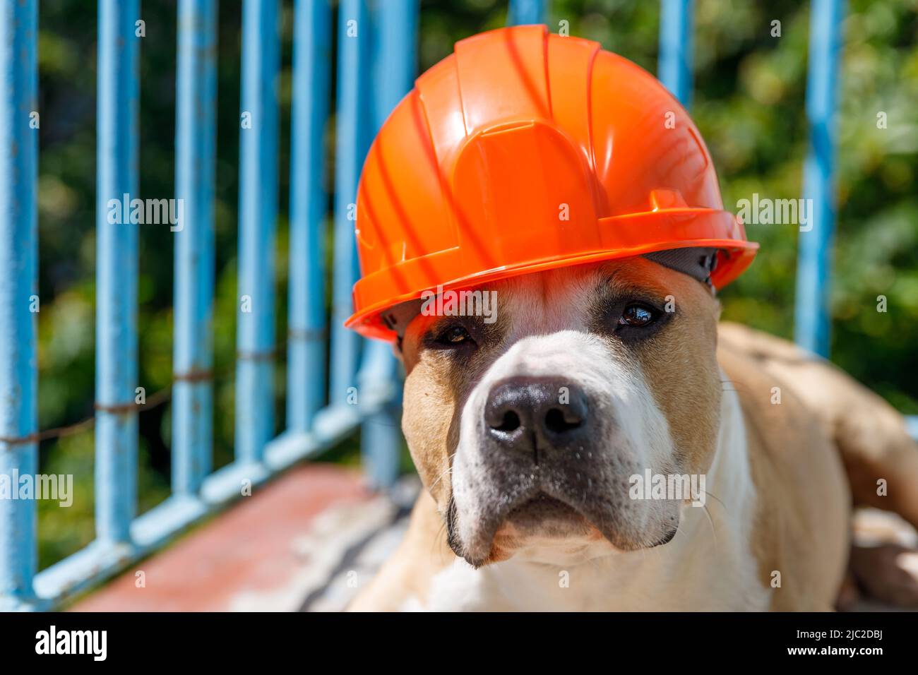 dog breed pit bull terrier in an orange construction helmet behind a ...
