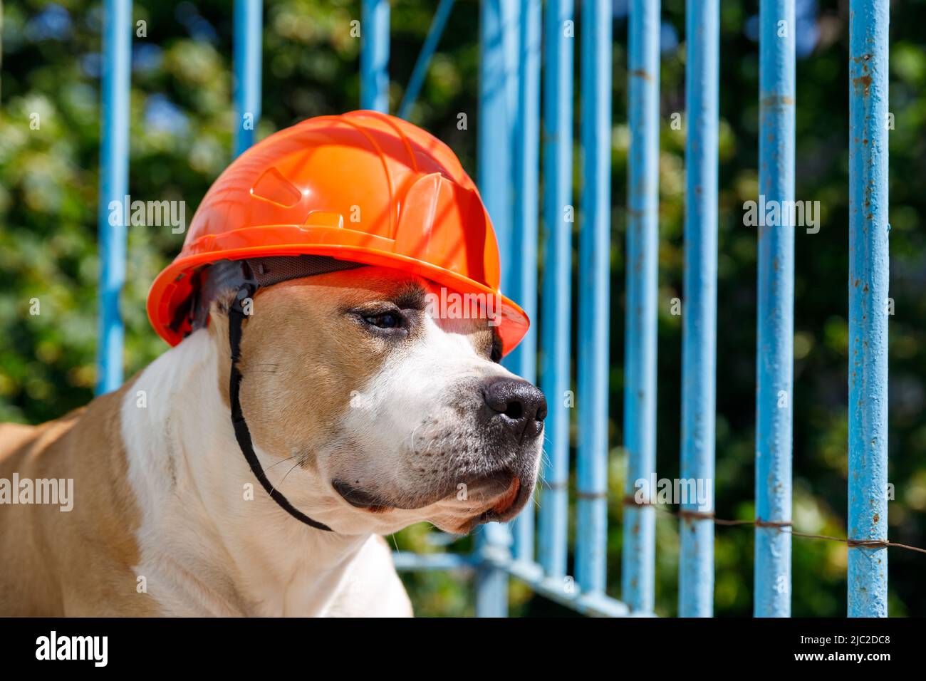 dog breed pit bull terrier in an orange construction helmet behind a ...
