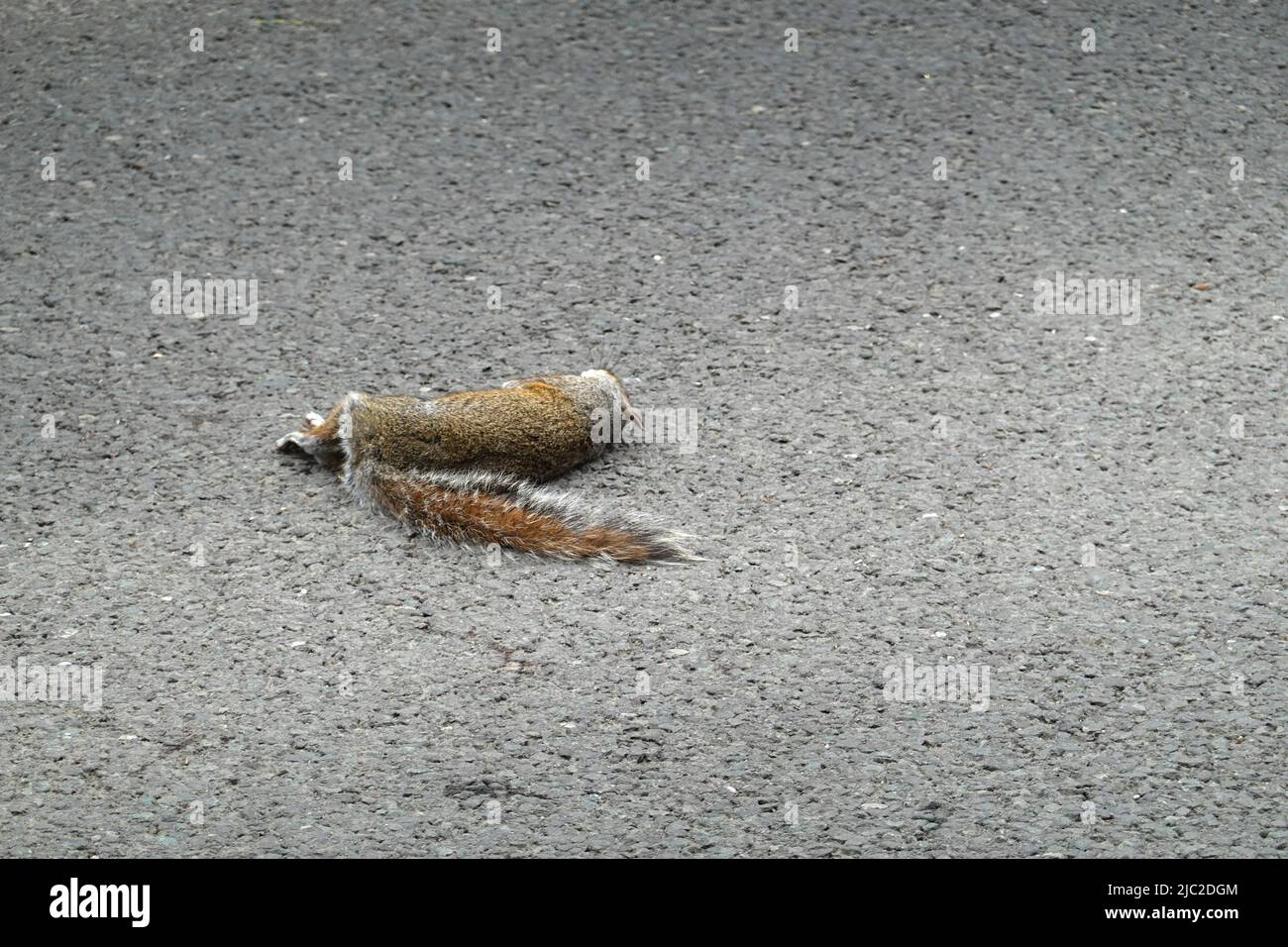 Dead squirrel hi-res stock photography and images - Alamy