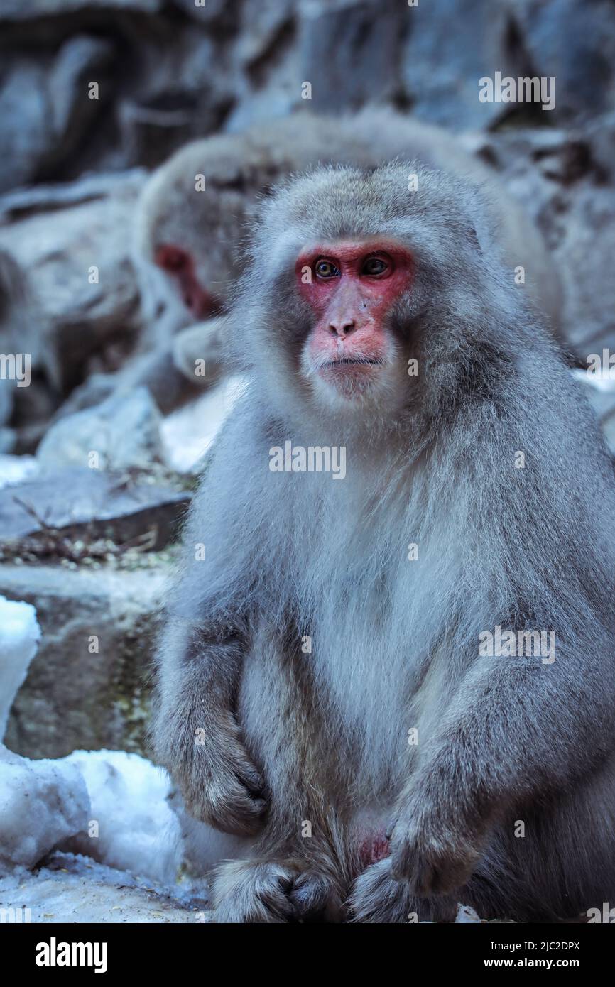 Snow monkey in the Jigokudani Forest, Japan Stock Photo - Alamy